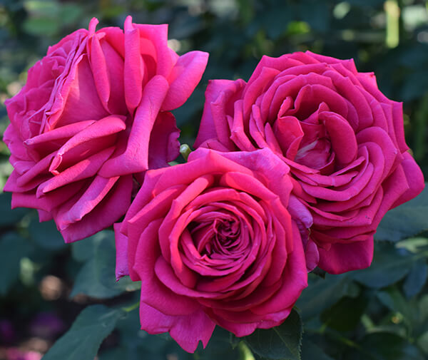 Miranda Lambert – Twin Cities Rose Club
