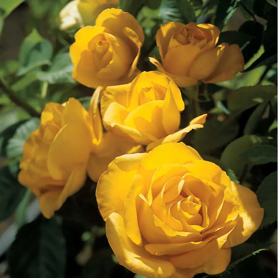 Midas Touch – Twin Cities Rose Club